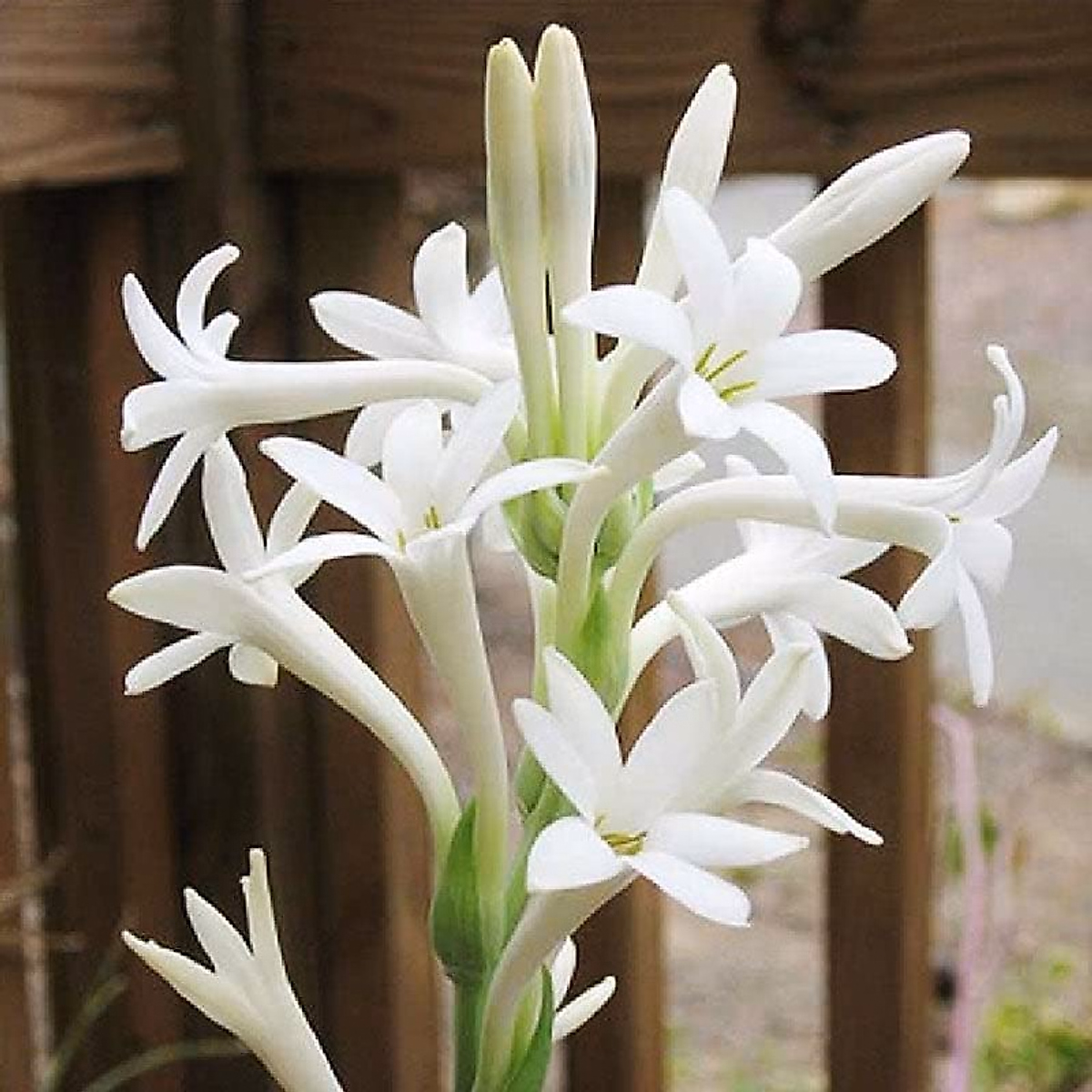 Mexican Tuberose Bulbs - Single White - 9 Bulbs - White Flower Bulbs, Tuber Easy to Grow & Maintain, Fragrant, Container Garden