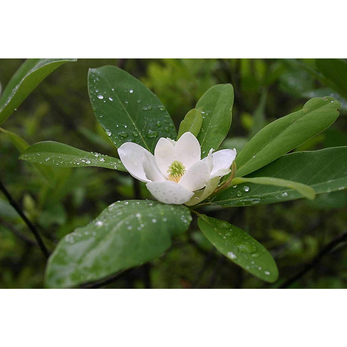Sweet Bay Magnolia Tree | 30 Live Plants | Magnolia Virginiana | Beautiful Ornamental Specimen