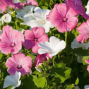 Eden Brothers Rose Mallow Seeds - Mixed Colors