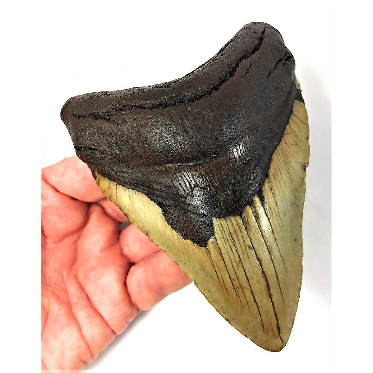 Deep Sea Fossils Exact Tooth - Genuine One-of-a-Kind Prehistoric Fossilized Megalodon Shark with a Custom 3D-Printed Stand and Glossy 8-1/2inches x 11inches Certificate of Authenticity (4.958inches)
