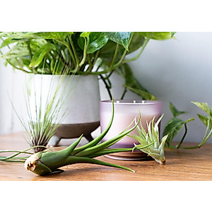 Air Plant Low Light House Plants Box (4PK) Tillandsia Air Plants Live Houseplants Live Indoor Plants Live Succulents Plants Live Terrarium Plants Live, Air Plant Holder Airplant Kit by Plants for Pets
