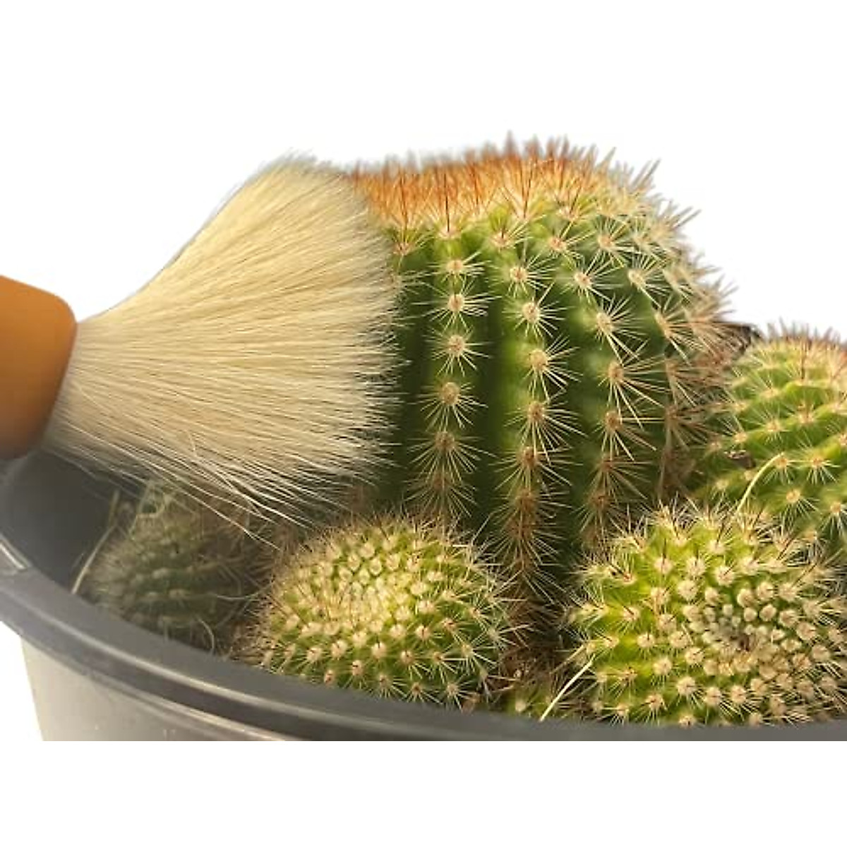 Southside Plants Cactus Cleaning Brushes Pack - Soft Goat Hair Bristles with Wooden Handle Brushes for Indoor Cactus & Succulent Plants Dusting- Gardening Cleaning Tools (7", 3.2") Sizes Pack