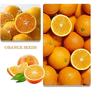 Mix Dwarf Bonsai Fruit Tree Seeds for Planting, 50+ Lemon Tree Seeds 50+ Cherry Tree Seeds 50+ Orange Tree Seeds 50+ Apple Seeds, 4 Variety Individual Packs, Organic Heirloom Fruit Seeds