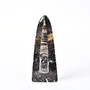 JIC Gem Orthoceras Fossil Frome Morocco(5-6 Inches)