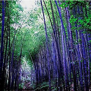 Rare Purple Bamboo Seeds, Lucky Bamboo, 50pcs/Pack#159#