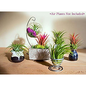 Tillandsia Air Plant Food | Fertilizer Kit with Spray Bottle and Mister | Encourages Air Plants to Bloom with Formulated Nutrients by Aquatic Arts