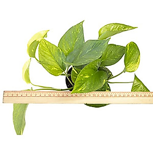 Essential Houseplant Collection (3PK) Live Plants Indoor Plants Live Houseplants in Plant Pots, Easy House Plants Indoors Live, Snake Plant, Pothos in Potting Soil, Clean Air Plants by Altman Plants