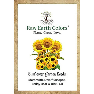 Dwarf and Mammoth Sunflower Seeds for Planting to Plant and Grow Dwarf and Giant Mammoth Sunflower Garden (Helianthus annuus).