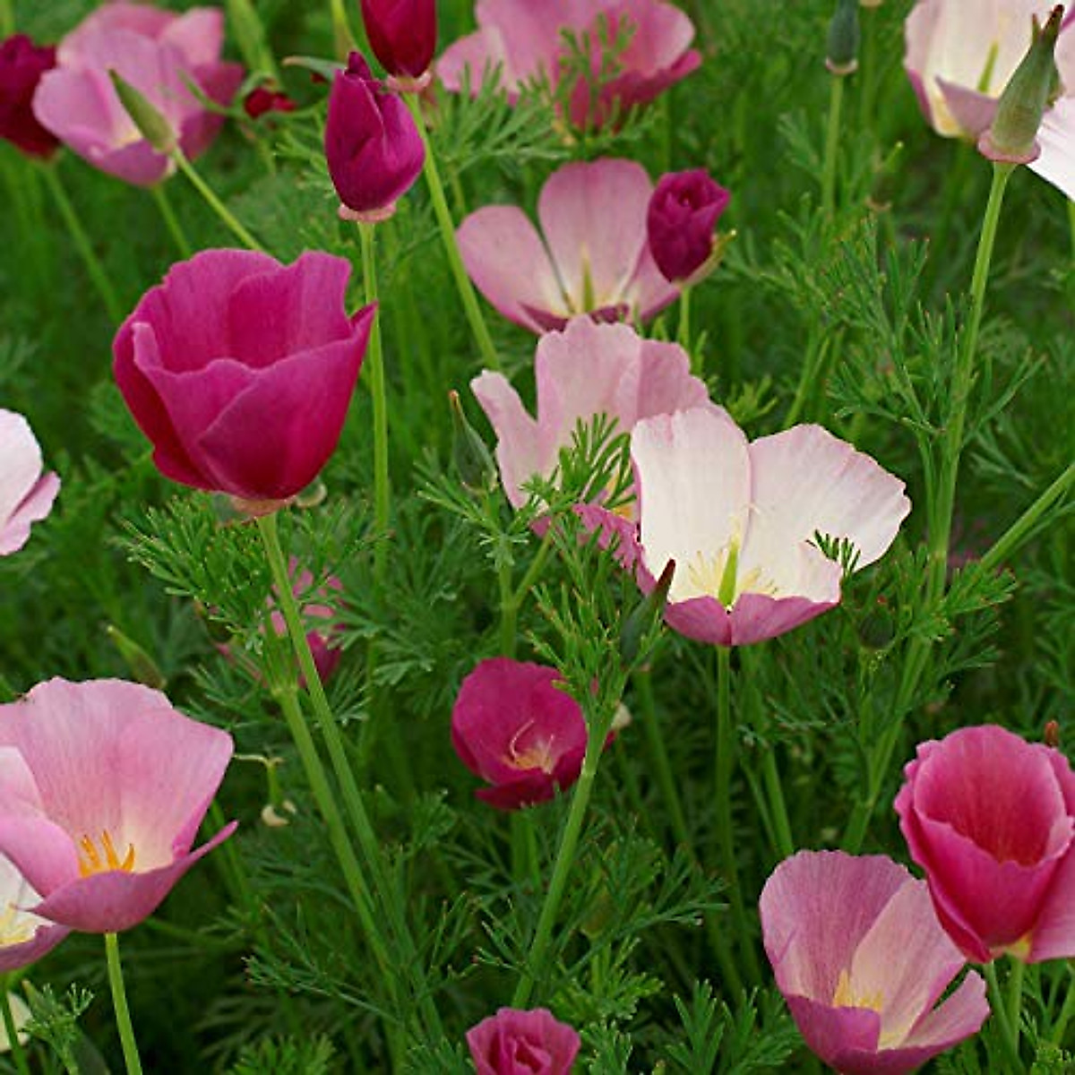 "Purple Gleam" California Poppy Flower Seeds for Planting, 1000+ Seeds ...