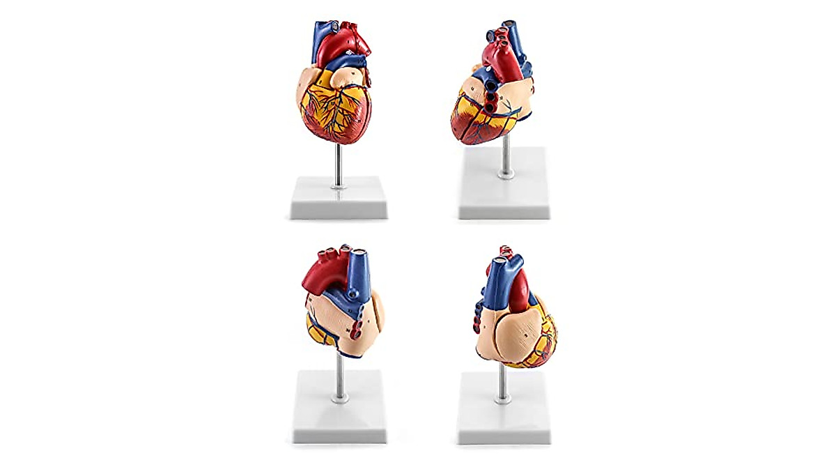 QWORK Human Heart Model - Life-Size 34-Structure Medical Model