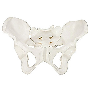 Axis Scientific Skeletal Model of The Female Pelvis | Cast from a Real Human Pelvis Skeleton | Life Size Model Shows Important Anatomy of The Pelvic Region | Includes Product Manual