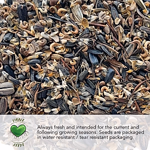 Seed Needs, 300+ Four O' Clock Flower Seeds for Planting - Color Blend (Mirabilis Jalapa) Heirloom & Open Pollinated, Attracts Pollinators - Bulk