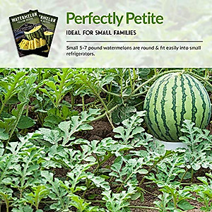 Survival Garden Seeds - Yellow Petite Watermelon Seed for Planting - Packet with Instructions to Plant and Grow Small Yellow Watermelons in Your Home Vegetable Garden - Non-GMO Heirloom Variety