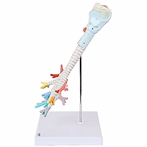 Axis Scientific Larynx, Trachea, and Bronchi Model