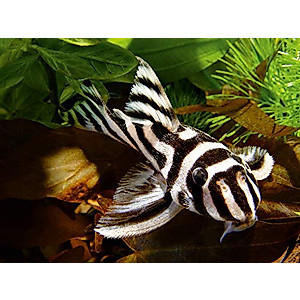 Sera Spirulina Tabs Nature 2.1 oz 100 ml