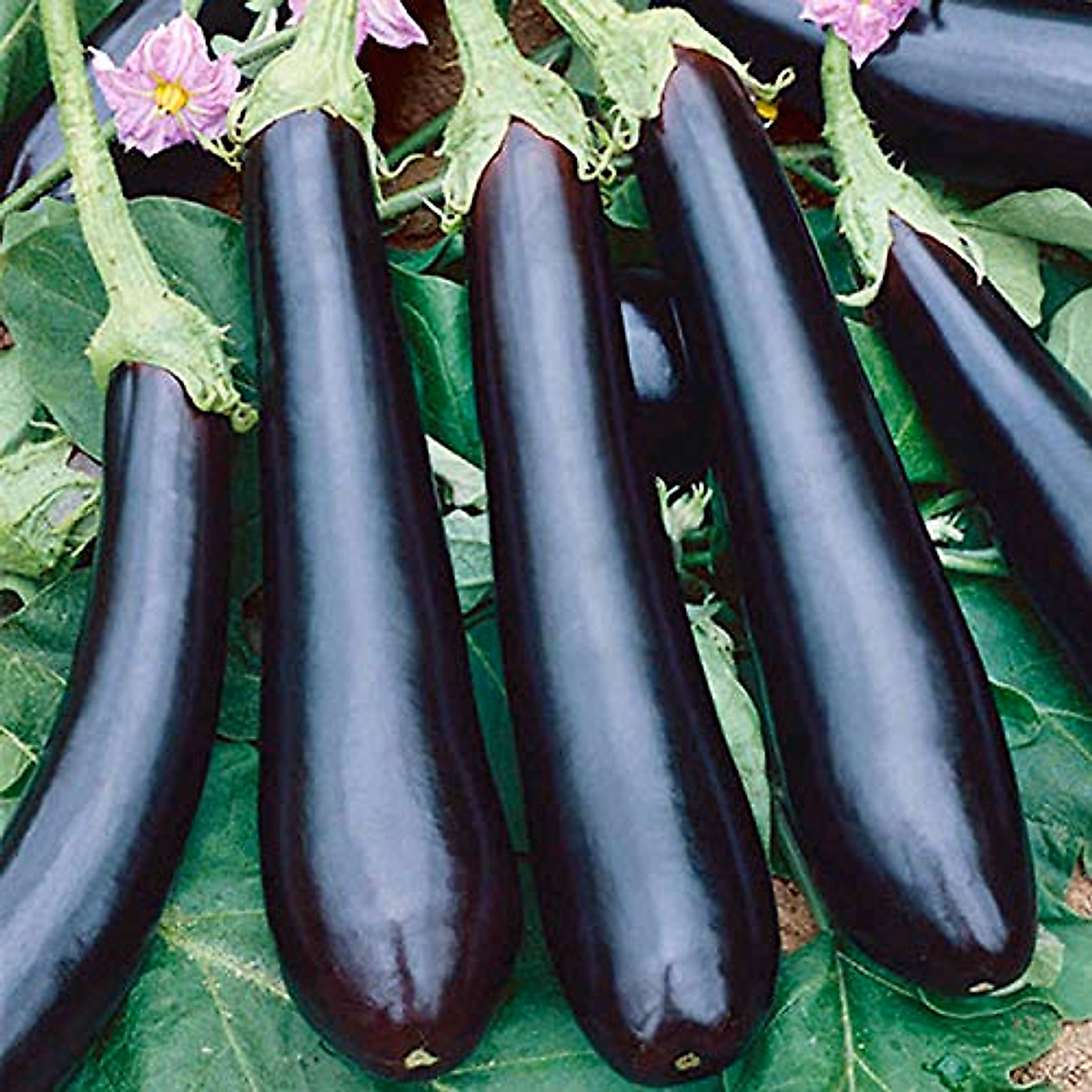 RAISE ME UP: Seeds Black Eggplant Long Pop Non GMO Heirloom