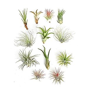Shop Succulents | Assorted Collection of Tropical Tillandsia Air Plant Kit, Hand Selected Variety Pack | Collection of 12