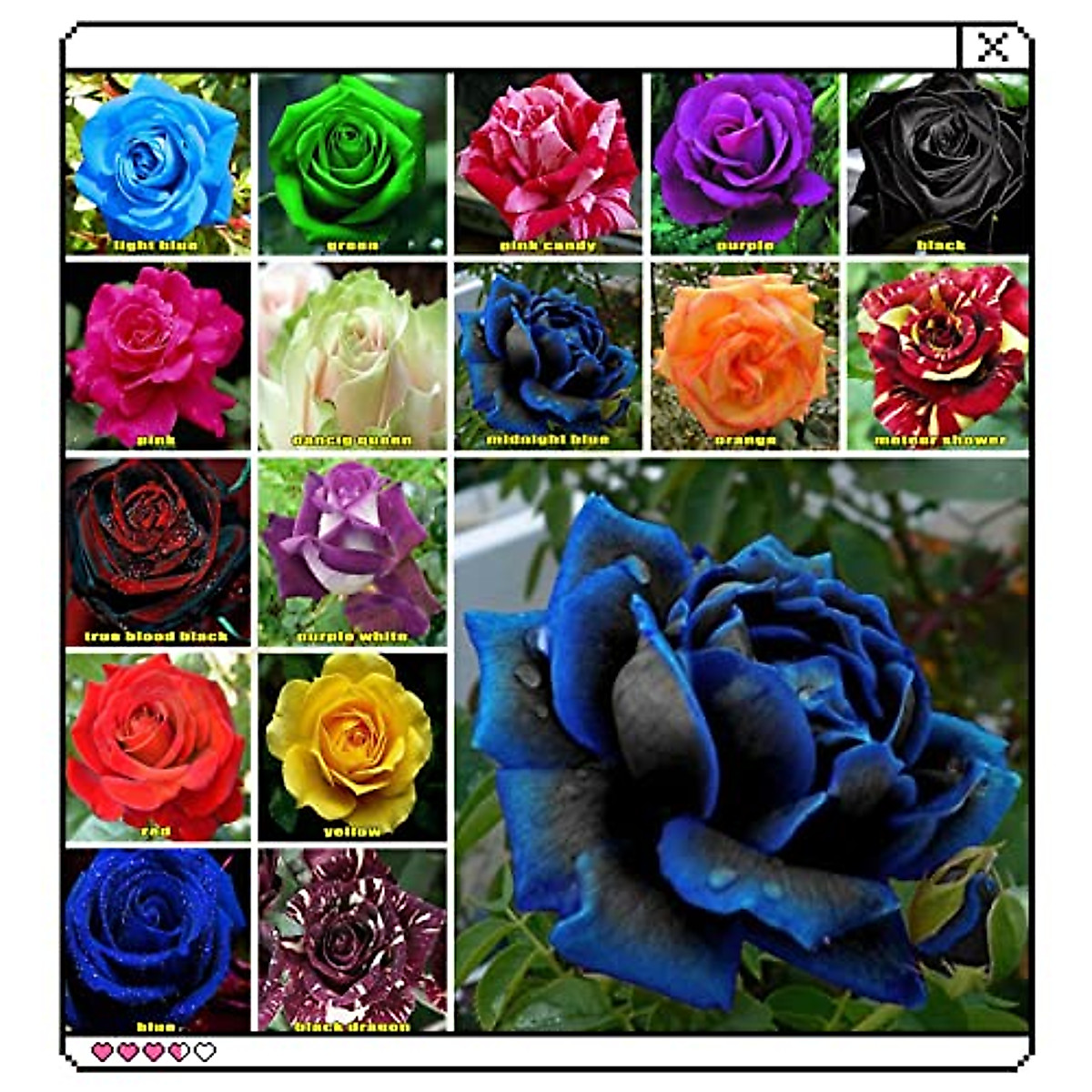 Rare Plant Seed Rose Seeds Multi Coloured Rose Flower Seeds Home Garden Plant 100+ Mixed Colors Rose Seeds