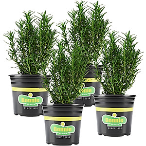 Bonnie Plants Rosemary Live Edible Aromatic Herb Plant - 4 Pack, Perennial In Zones 8 to 10, Great for Cooking & Grilling, Italian & Mediterranean Dishes, Vinegars & Oils, Breads