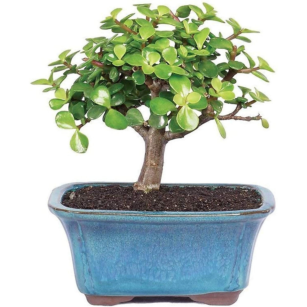 Indoorbonsaiandexotics Variegated Baby Jade Bonsai Tree Beginner