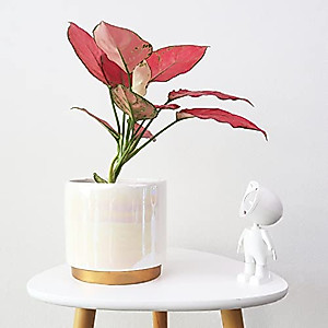 Gepege White Indoor Pots for Plants, Ceramic Planter with Drainage Hole, 6.0 inch+5.0 Inch+4.0 Inch. Succulent Orchid Flower Pot - Rainbow Pearl Glaze