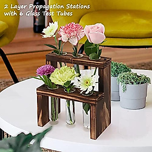 HURZMORO Double Layer Propagation Stations Plant Terrarium with Wooden Stand - 6 Glass Test Tube for Hydroponics Air Plants Indoor House Garden Office Desktop Wall Hanging Decor