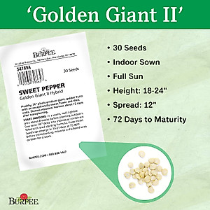Burpee Golden Giant II Sweet Pepper Seeds 30 seeds
