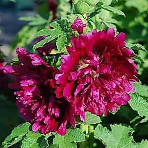 Hollyhock Seeds (Dwarf) - Queeny Purple - 1 Ounce - Purple Flower Seeds, Heirloom Seed Attracts Bees, Attracts Butterflies, Attracts Hummingbirds, Attracts Pollinators, Easy to Grow & Maintain