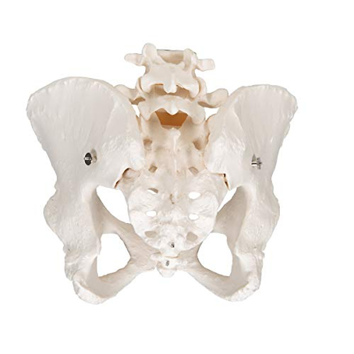 3B Scientific A61 Female Pelvic Skeleton - 3B Smart Anatomy