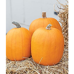 Burpee 51375A Jack O' Lantern Pumpkin Seeds 100 seeds