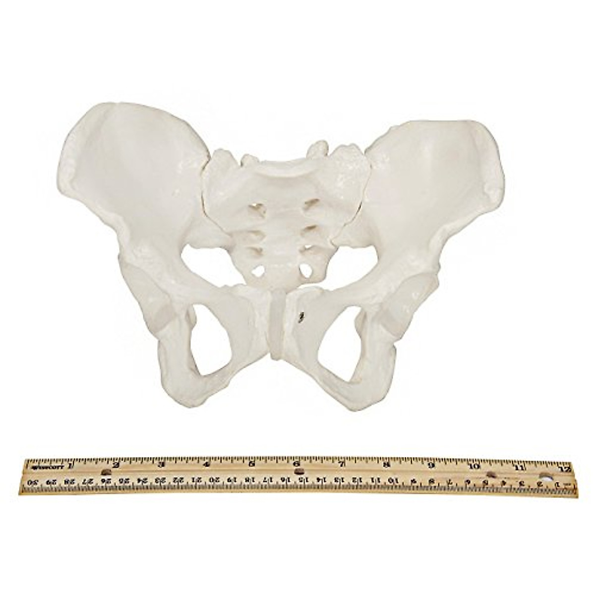 Axis Scientific Skeletal Model of The Female Pelvis | Cast from a Real Human Pelvis Skeleton | Life Size Model Shows Important Anatomy of The Pelvic Region | Includes Product Manual