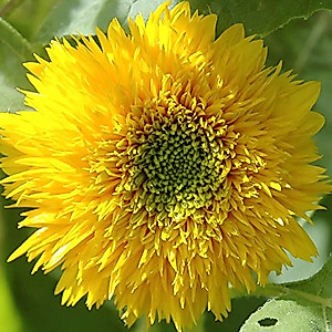 Helianthus Annuus Seeds Sunflower 'Teddy Bear' Annual Fast-Growing Attracts Bees Butterflies & Hummingbirds Cut Flowers Bed Border Wall Side Outdoor 150Pcs Flower Seeds by YEGAOL Garden