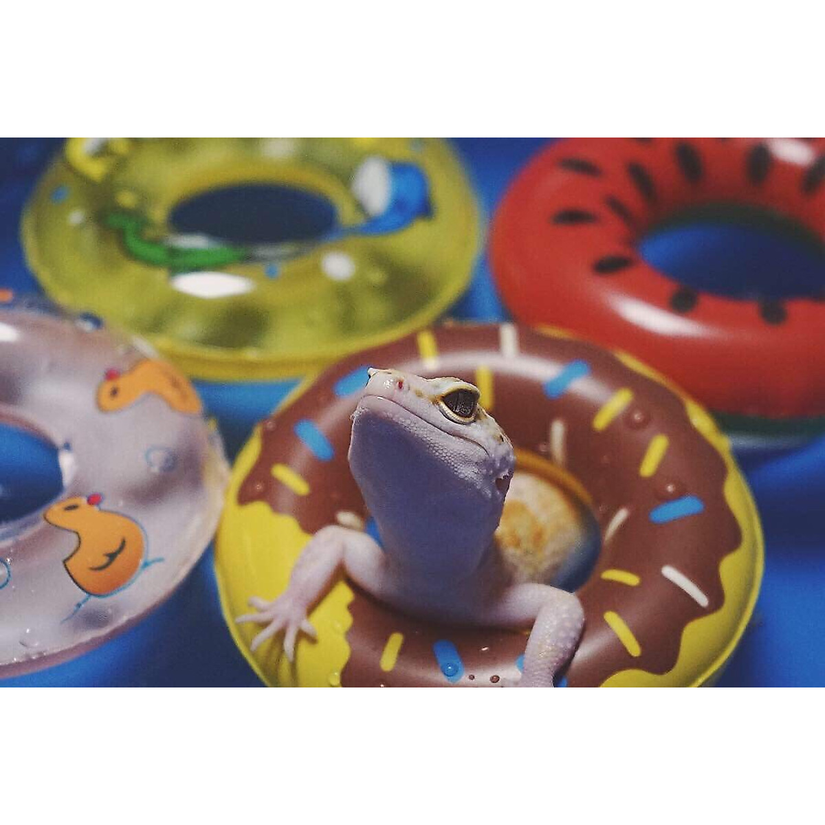 Foldable Collapsible Lizard Bathing & Cooling Swimming Pool, Durable Bath Tub, Swimming Bath Water Washer for Bearded Dragons Hedgehog Hamster & Small Animals, Bonus - Bearded Dragon Swim Float