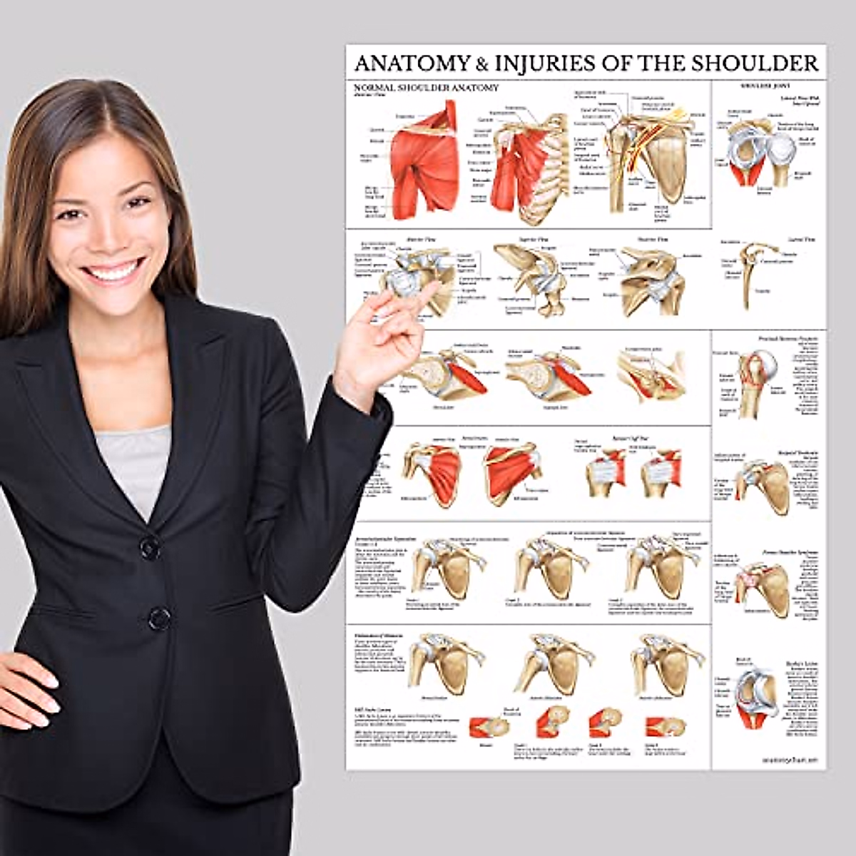 Palace Learning LAMINATED Anatomy and Injuries of the Shoulder Poster - Shoulder Joint Anatomical Chart