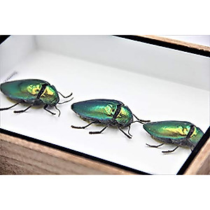 TAXIBUGS Jewel Beetle Mounts Insect Animals Taxidermy in Framed (3 Sternocera Aeguisignata Closed Wings)
