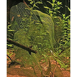 (Aponogeton Madagascar Lace) Live Aquarium Plant Bulb Aponogeton Boivinianus | Capuronii | Madagascar Lace | Ulvaceus and More!