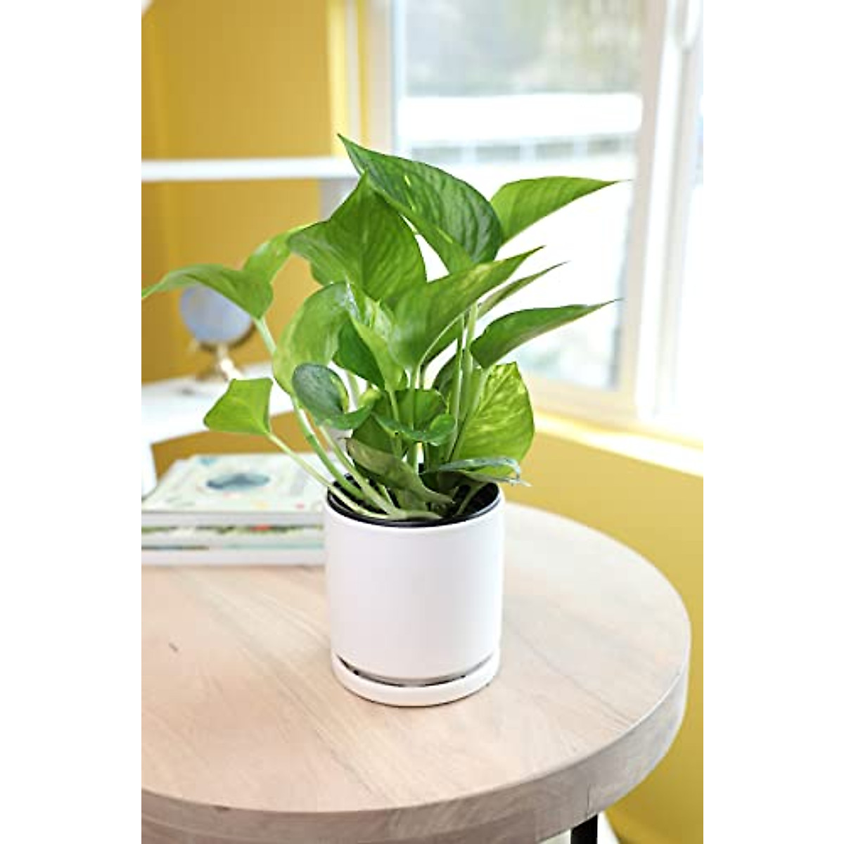 Essential Houseplant Collection (4PK) Live Plants Indoor Plants Live Houseplants in Plant Pots, Easy House Plants Indoors Live, Snake Plant, Pothos in Potting Soil, Clean Air Plants by Plants for Pets
