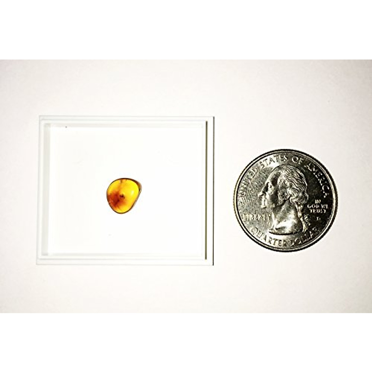 Natural Baltic Amber Fossil with Insect Inside - Beautiful Museum Grade Specimen