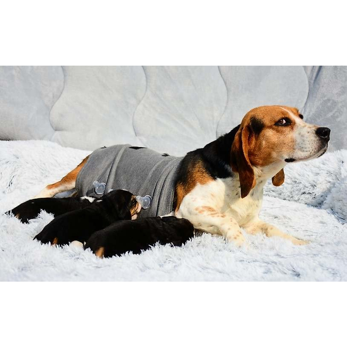 Dog Anxiety Vest with Artificial Nipple| Dog Belly wrap, reducing Anxiety, Pain| Dog weaning Control Suit| Dog Recovery Suit for Injury.