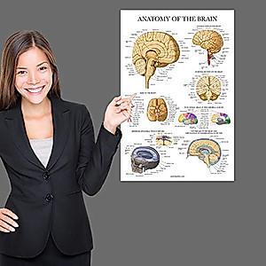 Palace Learning Brain Anatomy Poster - Laminated - Anatomical Chart of the Human Brain