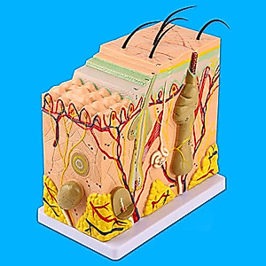 Skin Magnified Model, Simple Design Widely Used Portable Brand New Premium Quality for Home