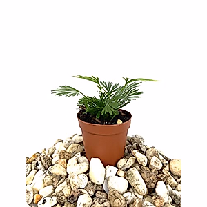 Mini Fairy Garden - Terrarium Fern Assortment - 6 Live Plants in 2 Inch Pots - Rare Ferns from Florida - Growers Choice Based On Health, Beauty and Availability