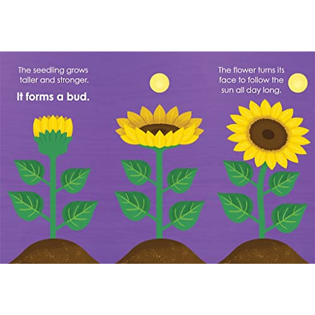 Montessori: Seed Work