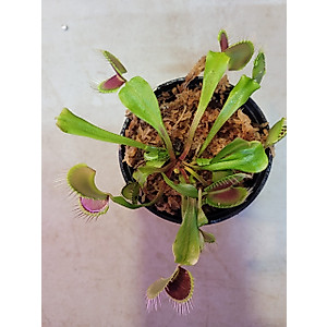 Large Sized Live 'Giant' Venus Flytrap (Fly Trap Carnivorous Plants) Dionaea 3 in pot