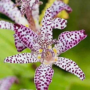YEGAOL Garden 20Pcs Japanese Toad Lily Seeds Tricyrtis Hirta Seeds Exotic Non-GMO Perennial Deer Resistant Flower Seeds Indoor Bonsai Plant