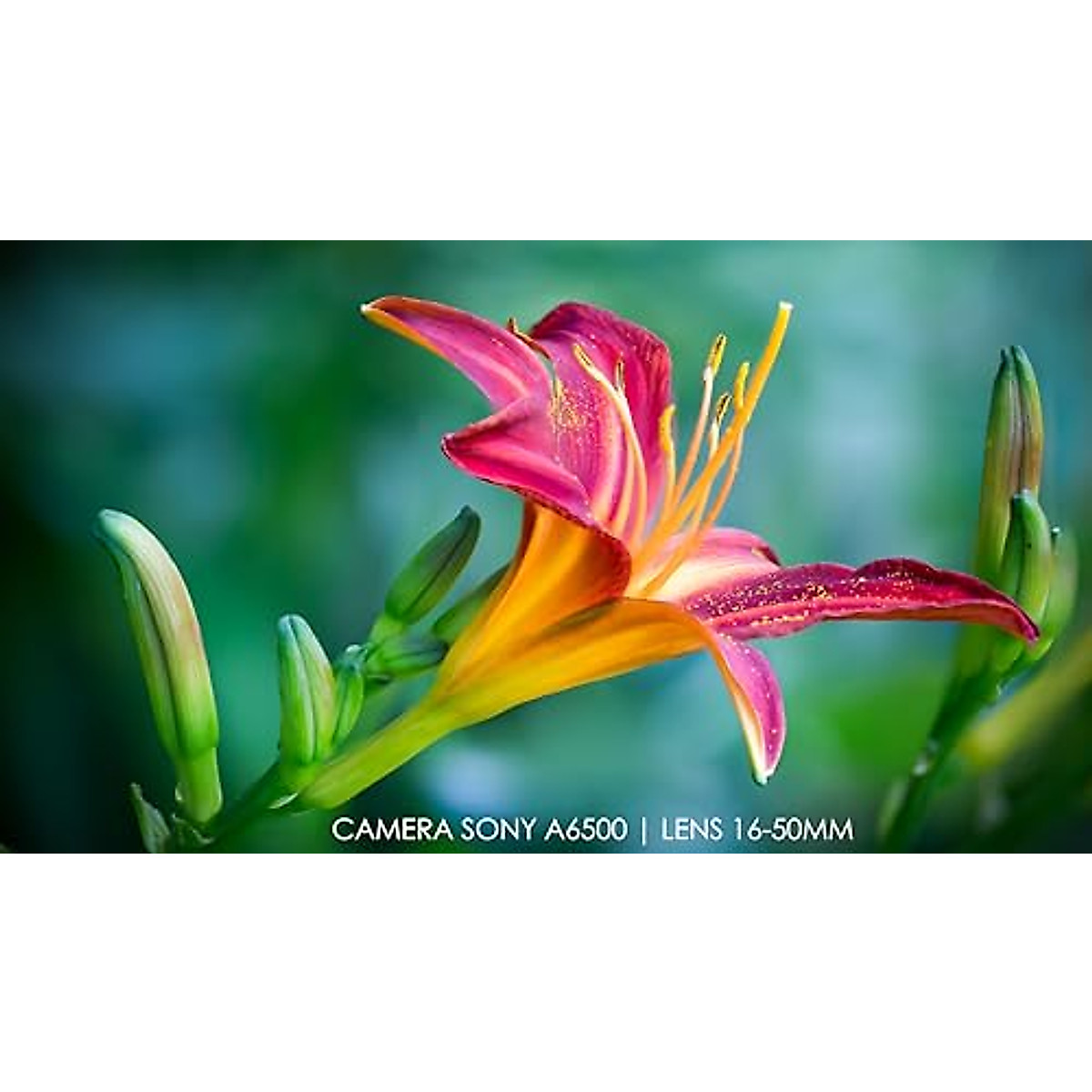 10x High Definition 2 Element Close-Up (Macro) Lens for Nikon, Canon, Sony, Panasonic, Fujifilm, Pentax & Olympus DSLR's (40.5mm)