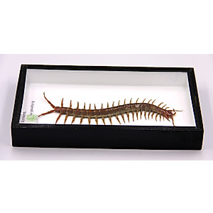 TAXIBUGS Real Centipede Millipede Scolopendra MORSITANS Taxidermy Insect in 3D Wooden Frame (White Background, Black Wooden Box)