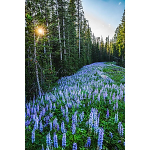 Rocky Mountain Photography Print (Not Framed) Vertical Picture of Purple Lupine in Pine Tree Forest in Montana Wildflower Wall Art Nature Decor (5" x 7")