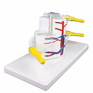 Vision Scientific VAV260 Medical Vertebral & Partial Spinal Cord|5X Life Size|Longitudinally&Cross Section Showing Grey&White Matter|Nerve Branches|Spinal Ganglion & Blood Vessels |Instruction Manual