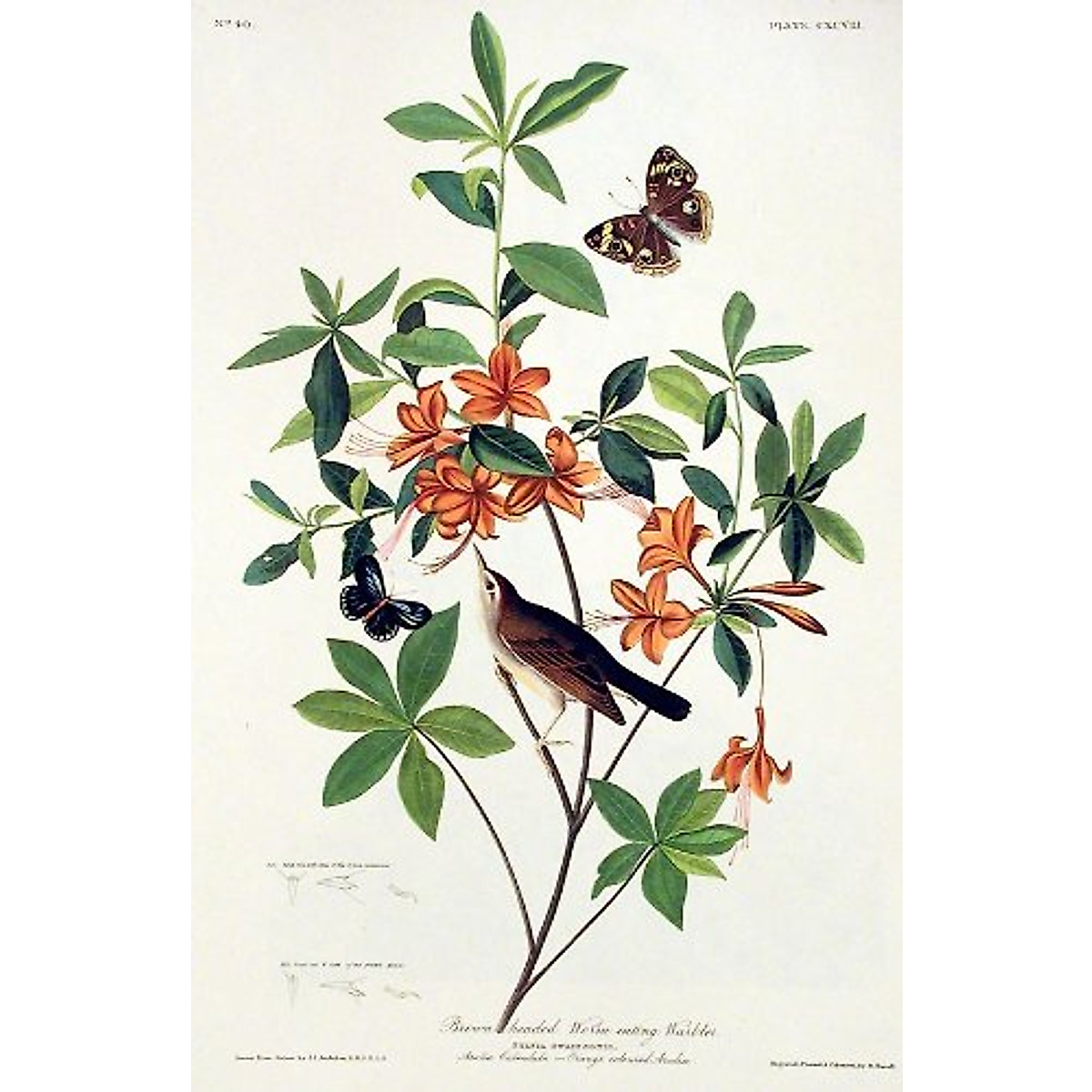 Brown headed Worm Eating Warbler. From"The Birds of America" (Amsterdam Edition)